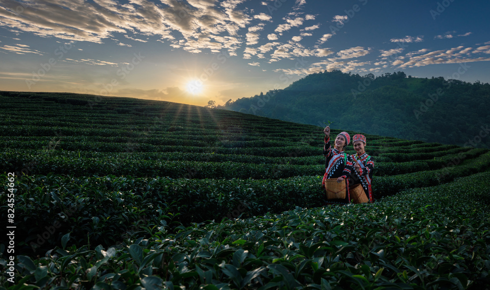 two asian woman wearing traditional dress picking tea leaf in tea plantation 101 with background ...