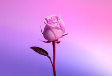 Purple Gradient Background Free Stock Photo - Public Domain Pictures