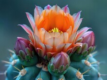 Cactus Buds Free Stock Photo - Public Domain Pictures