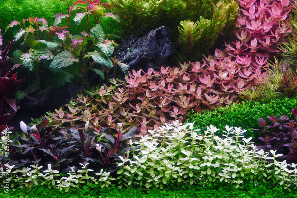 Bacopa white and Bacopa clorata in Colorful planted aquarium tank ...