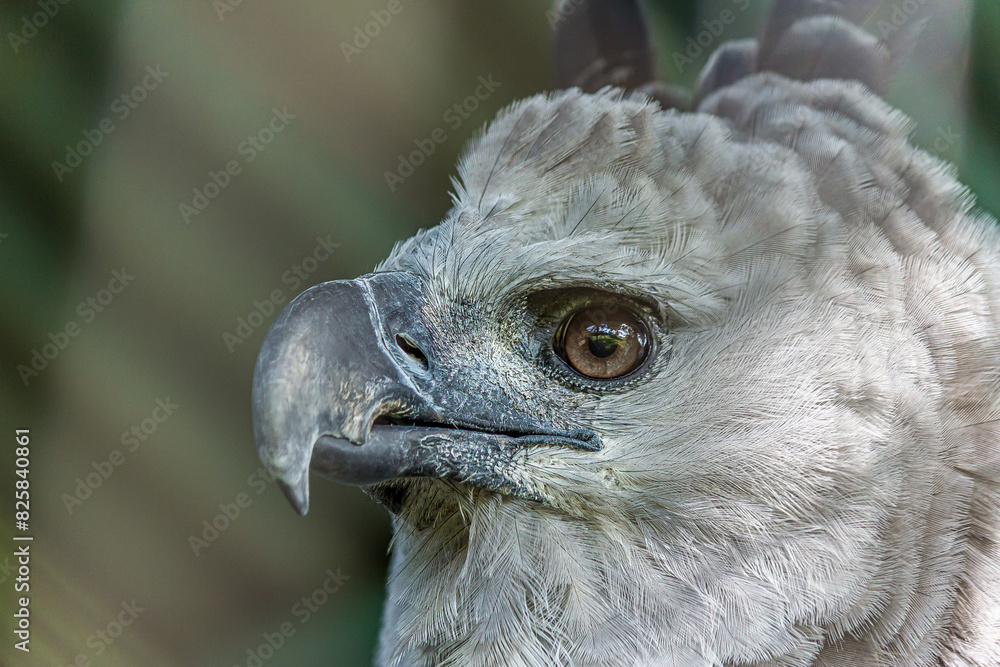 Close-up profile portrait of a harpy eagle. The American harpy eagle ...