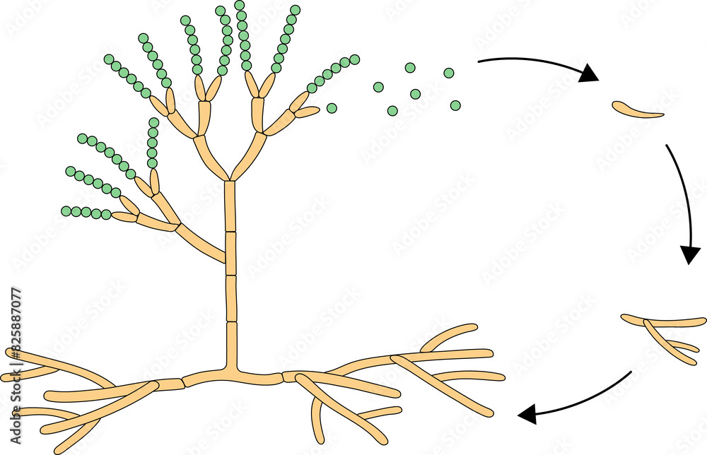 Mold life cycle. The structure of mold. Stock Illustration | Adobe Stock