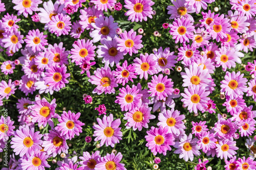Marguerite with purple petals filled the flower bed. warm sunshine ...