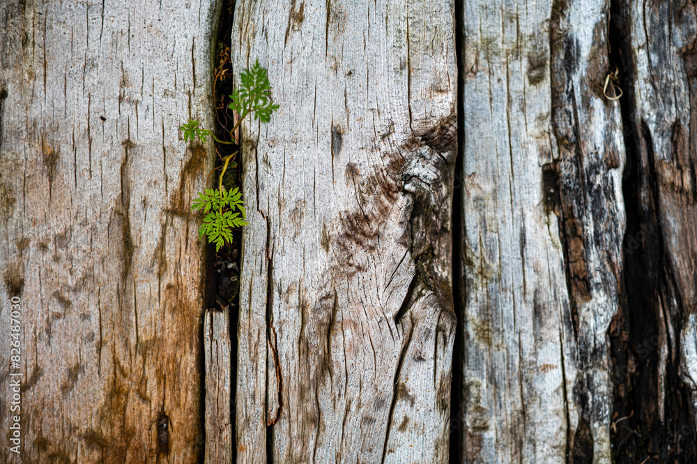 wood texture with vegetation growing in the cracks, rotted by weather ...