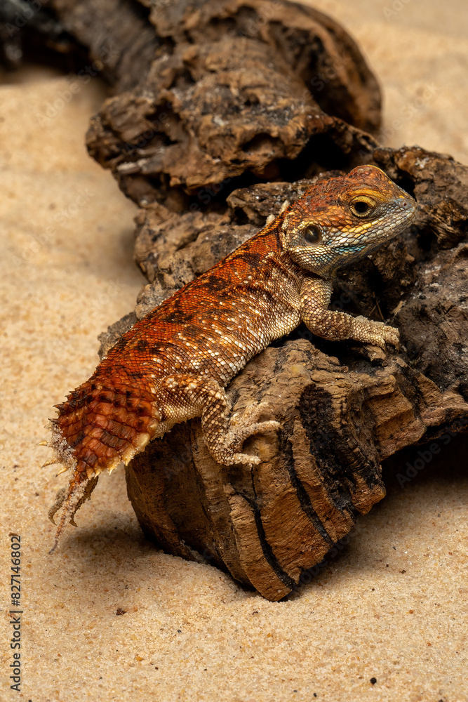Xenagama taylori also known as the Shield-tailed Agama is endemic to ...