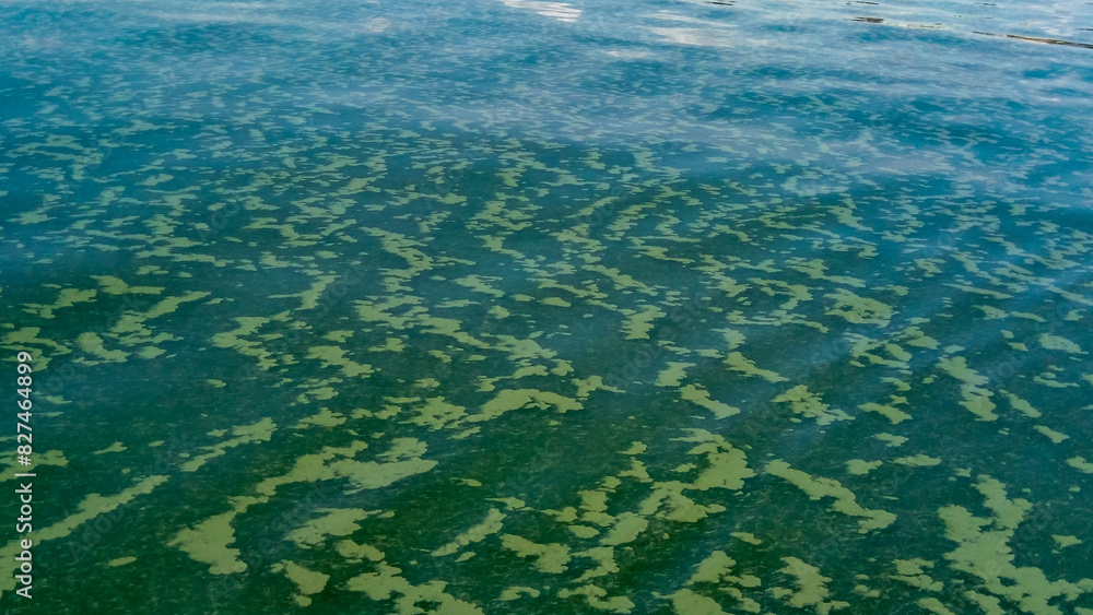 Algae float on the surface of the water in the Black Sea, a toxic blue ...