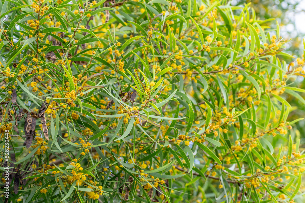 flowering Acacia confusa,ayangile, small Philippine acacia, Formosa ...