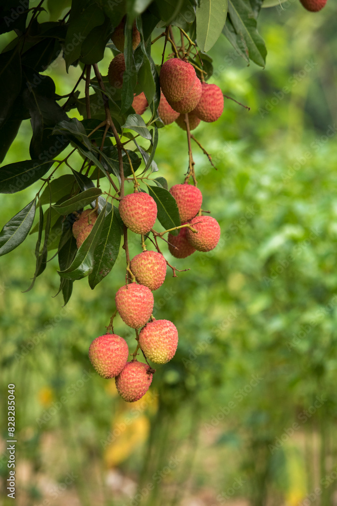 Fresh ripe lychee fruits hanging on lychee tree in plantation garden ...