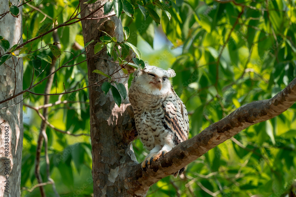 Spot-bellied Eagle Owl Largest, dark brown head, tufts of fur, erect ...