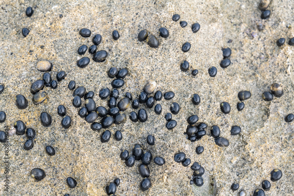 Nerita Picea, also called Black Nerite or Pipipi in Hawaiian, is a ...