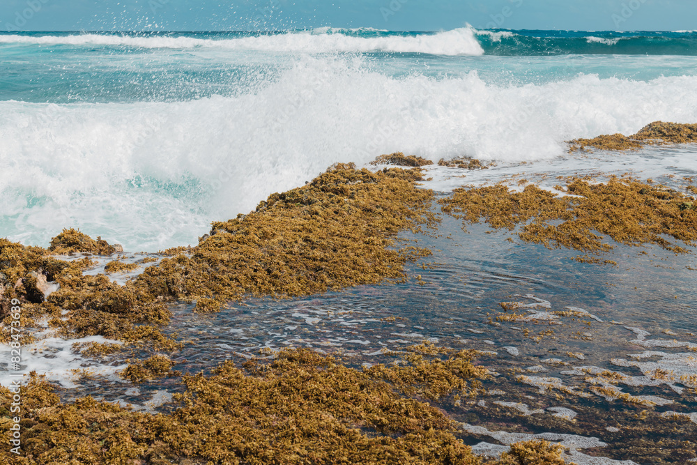 Formerly known as Sargassum echinocarpum, Sargassum aquifolium is an ...