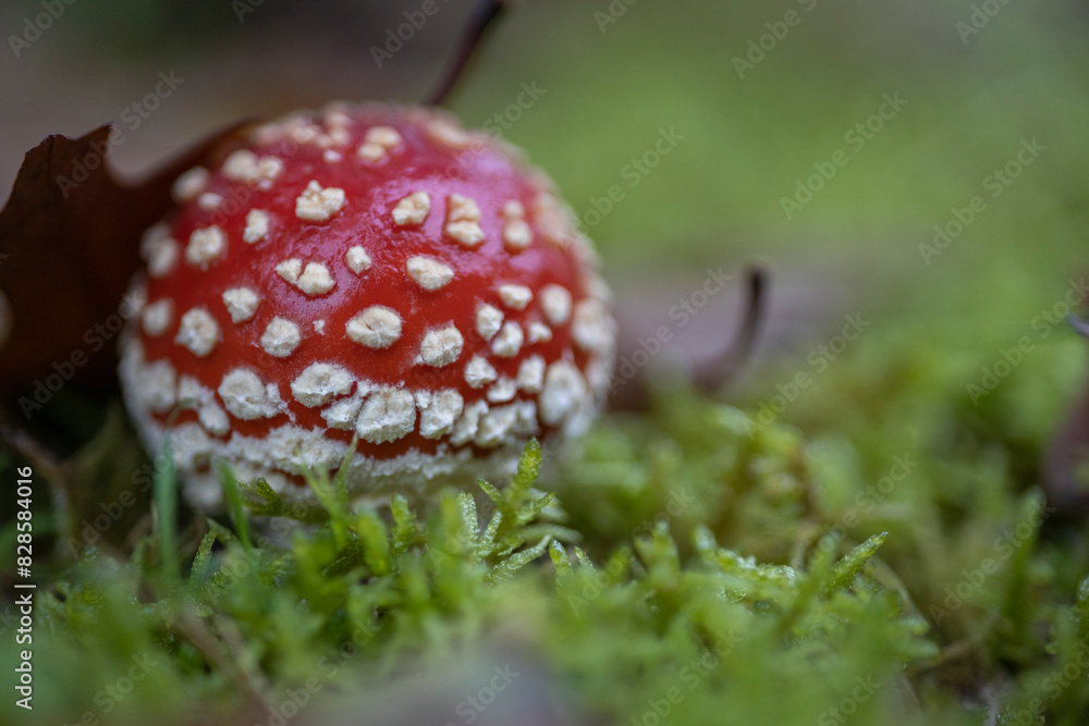 Amanita muscaria, también conocido como matamoscas o falsa oronja ...