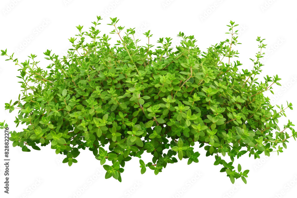 Creeping thyme, isolated on solid white background, PNG di-cut style ...