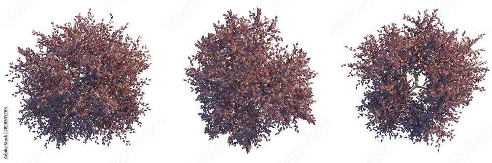 Prunus cerasifera tree top view, tree plan 4k png cutout Stock ...