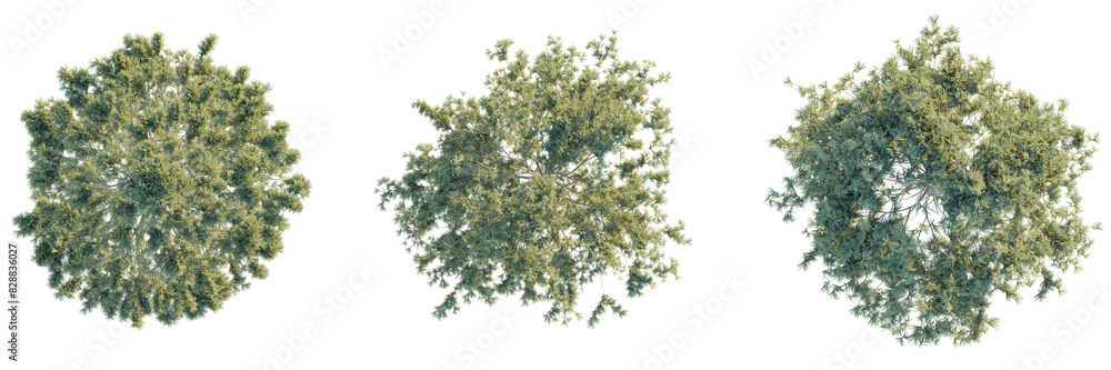 Pinus ponderosa tree top view, tree plan 4k png cutout Stock ...