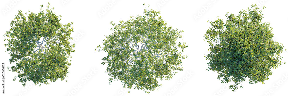 Betula pendula tree top view, tree plan 4k png cutout Stock Photo ...