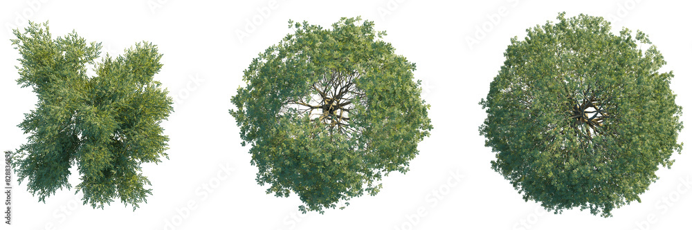Quercus cerris tree top view, tree plan 4k png cutout Stock ...