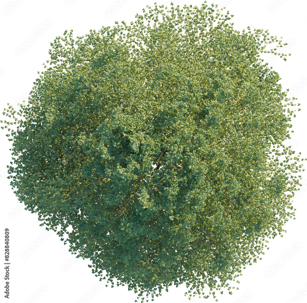 Tilia europaea tree top view, tree plan 4k png cutout Stock ...