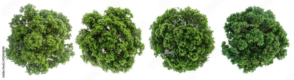 Aerial Tree Top View: Lush Green Canopy from Above cut out transparent ...
