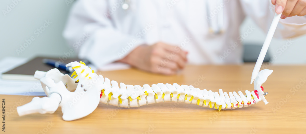 Doctor with human Spine anatomy model. Spinal Cord Disorder and disease ...