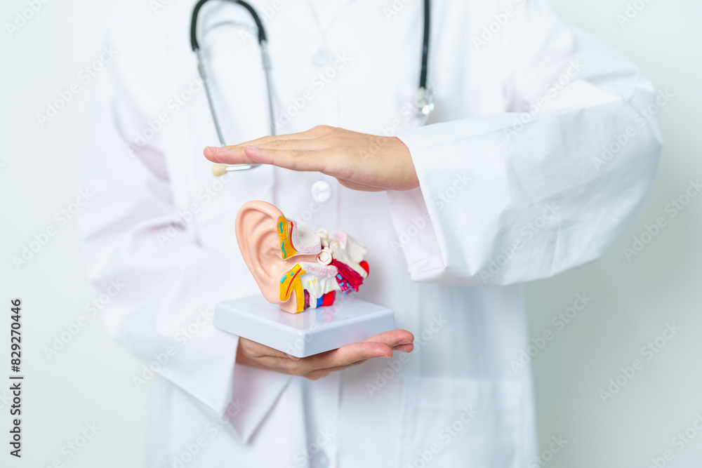Doctor holding human Ear anatomy model. Ear disease, Atresia, Otitis ...