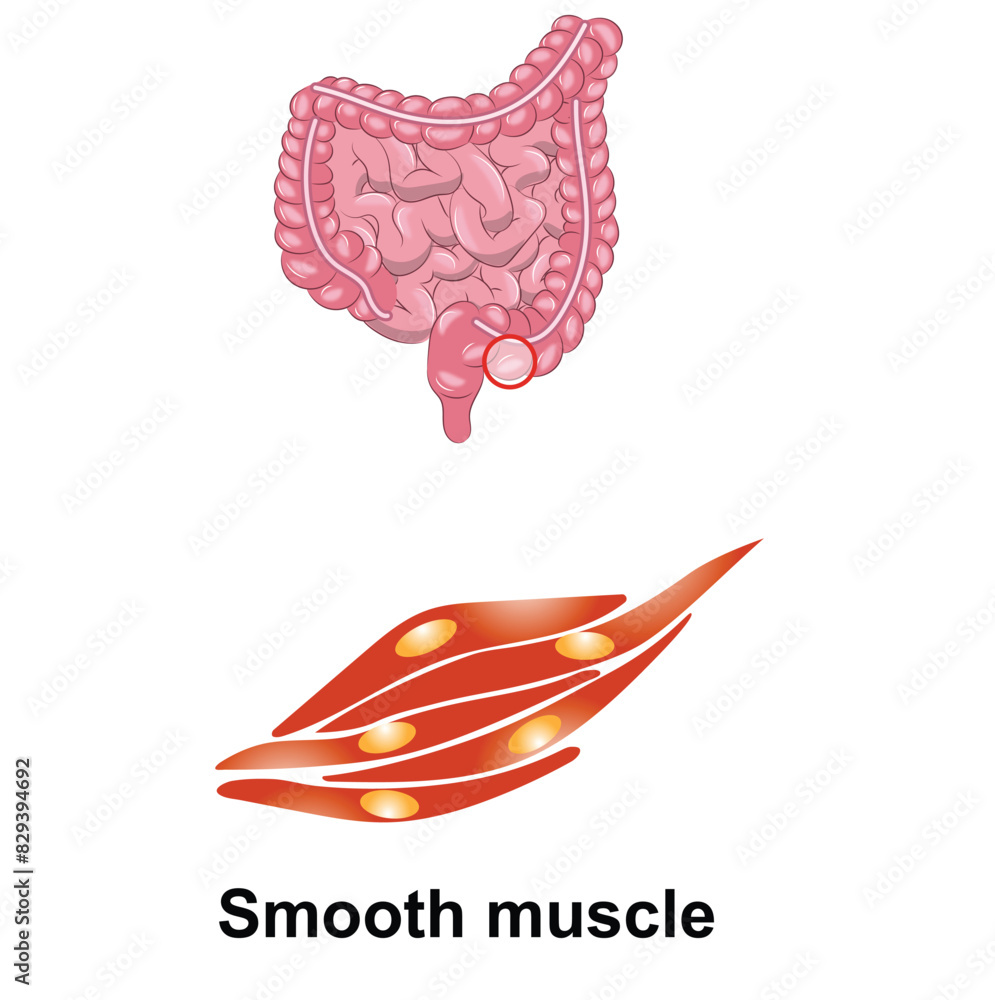 smooth human muscle with intestine Stock Vector | Adobe Stock