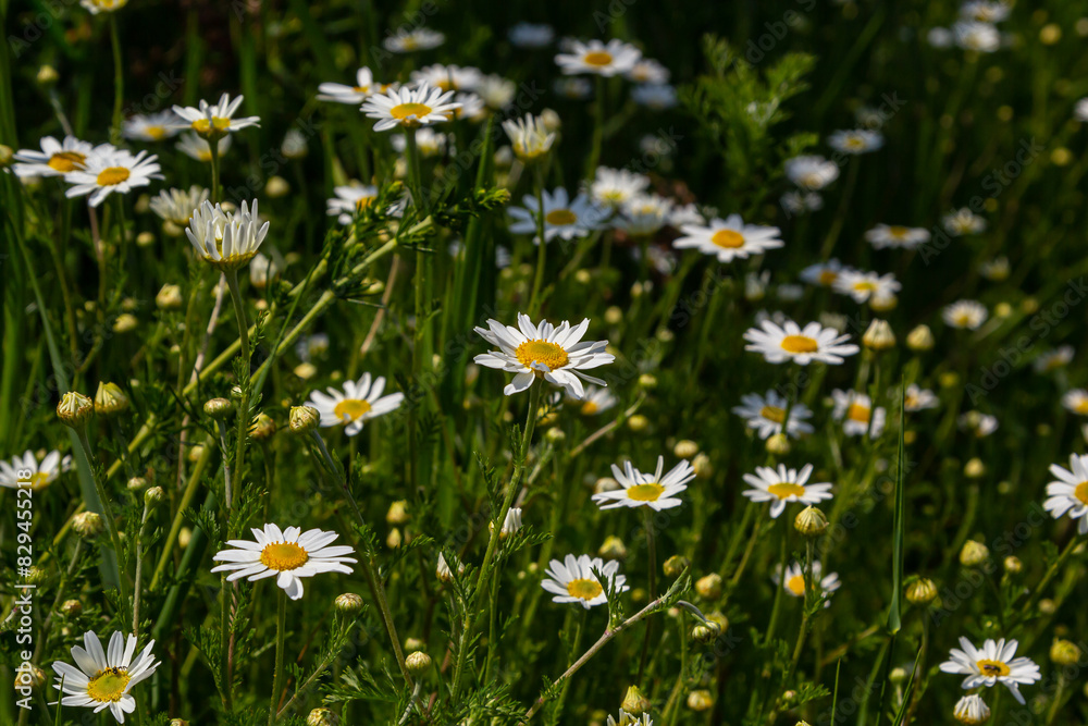 Tripleurospermum inodorum, wild chamomile, mayweed, false chamomile ...