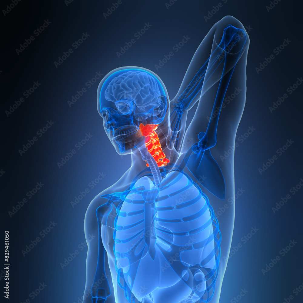 Spinal Cord Vertebral Column Cervical Vertebrae of Human Skeleton ...