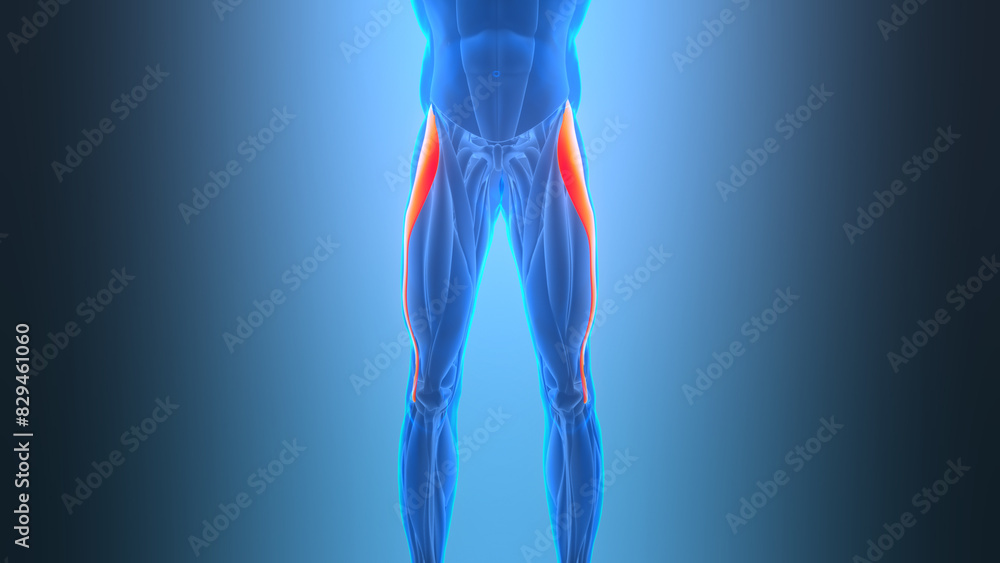 Human Muscular System Leg Muscles Tensor Fasciae Latae Muscles Anatomy ...