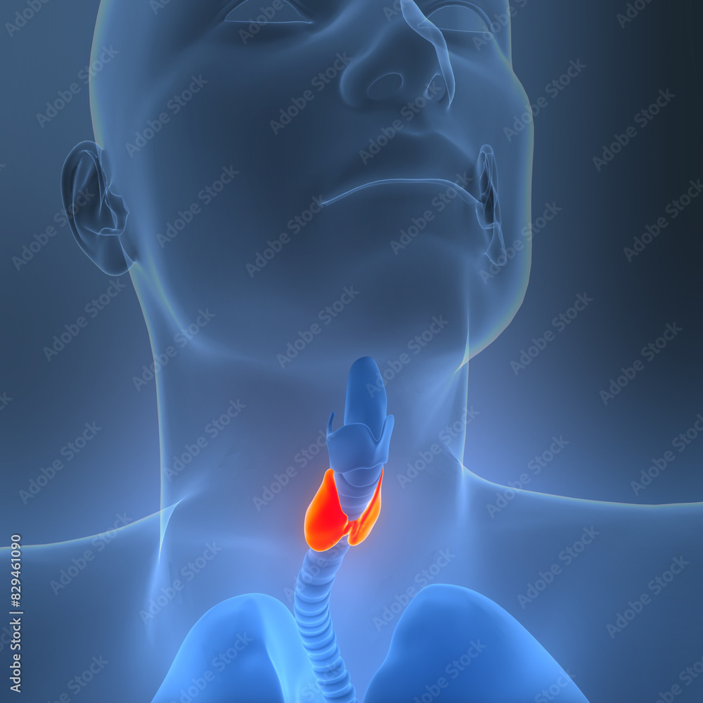 Human Body Glands Thyroid Gland Anatomy Stock Illustration | Adobe Stock