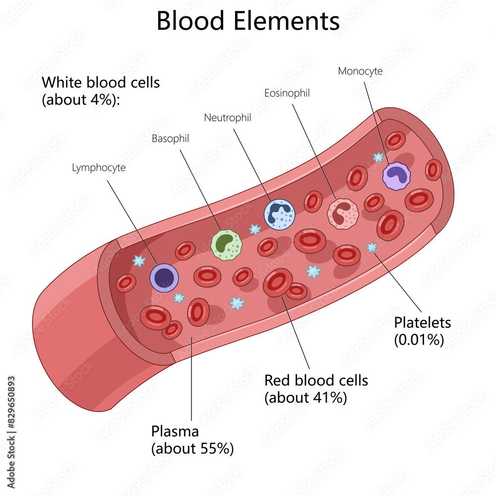 blood elements including white blood cells, red blood cells, platelets ...