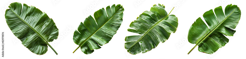 Foto de Stock Banana leaf set PNG. Set of luscious banana leaves PNG ...