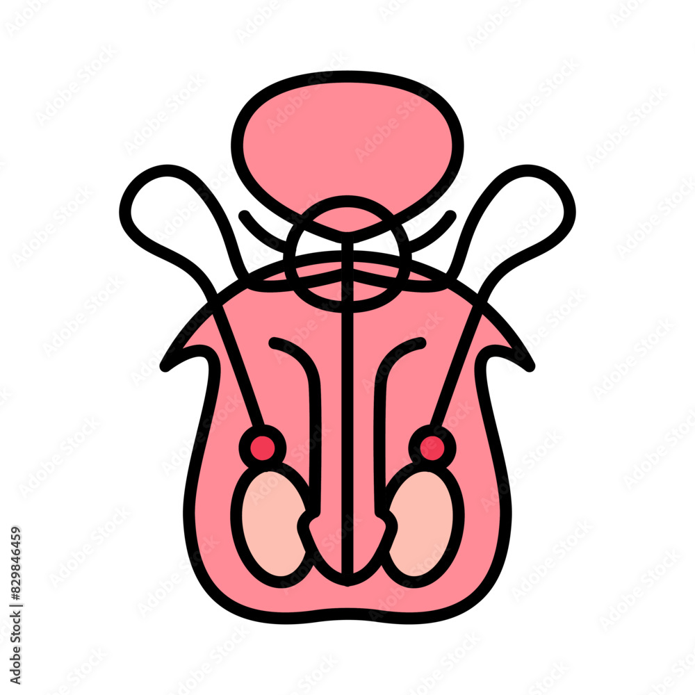 Male reproductive system set icon. Testicles, prostate gland, seminal ...