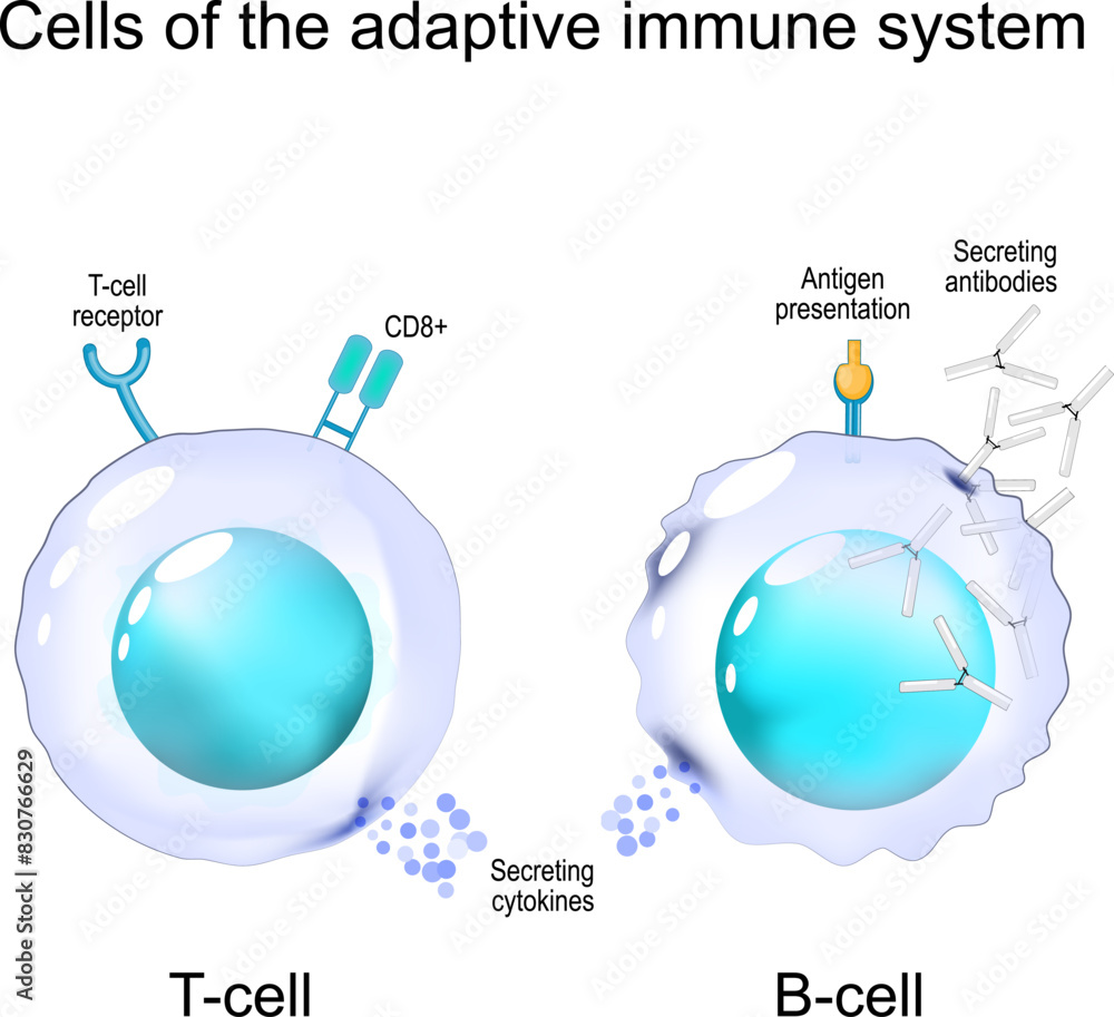 T-cell and B-cell. Structure and Anatomy Stock Vector | Adobe Stock