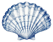 Ocean Clam Shell Free Stock Photo - Public Domain Pictures