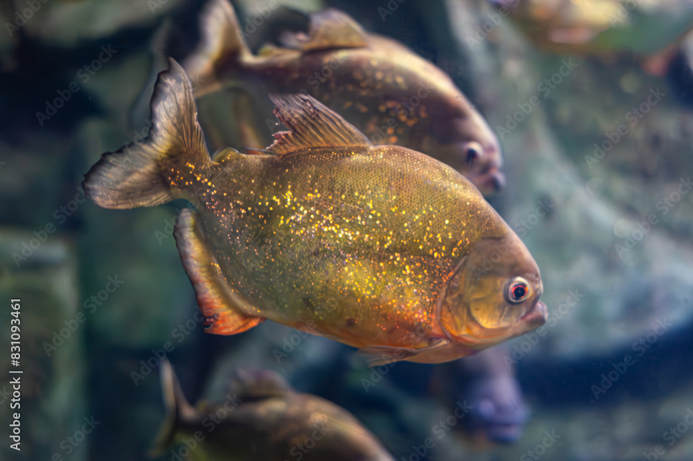 Red-bellied piranha. A swarm of piranha fish. Relatively dangerous ...