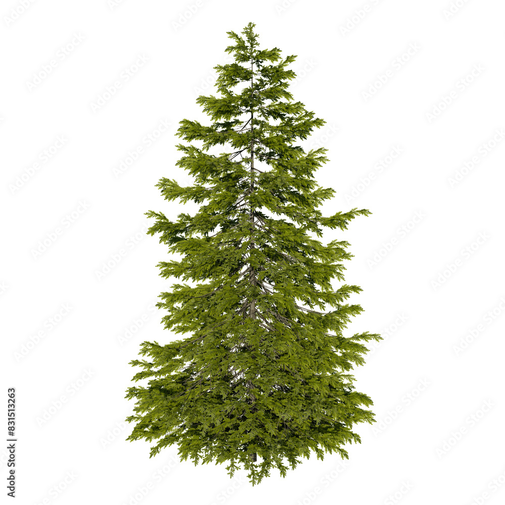 Picea abies tree, the Norway spruce or European spruce, is a species of ...