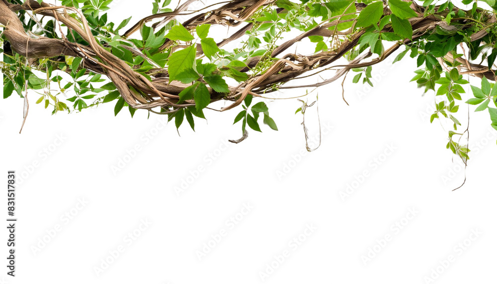 Jungle vines flowing on transparent background, border corner Stock ...