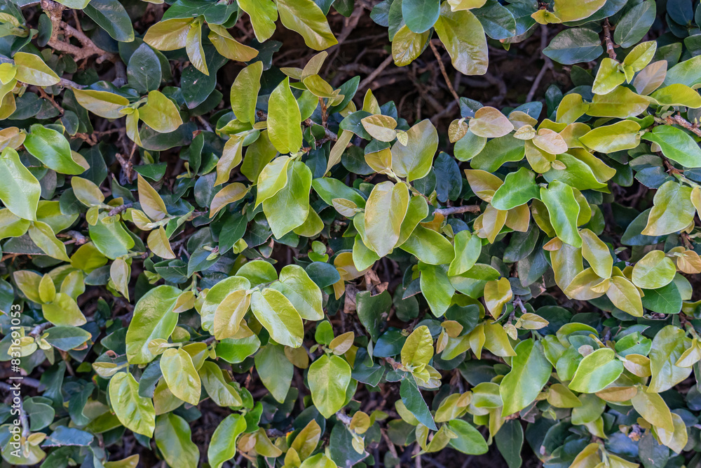 Ficus pumila, commonly known as the creeping fig or climbing fig, is a ...