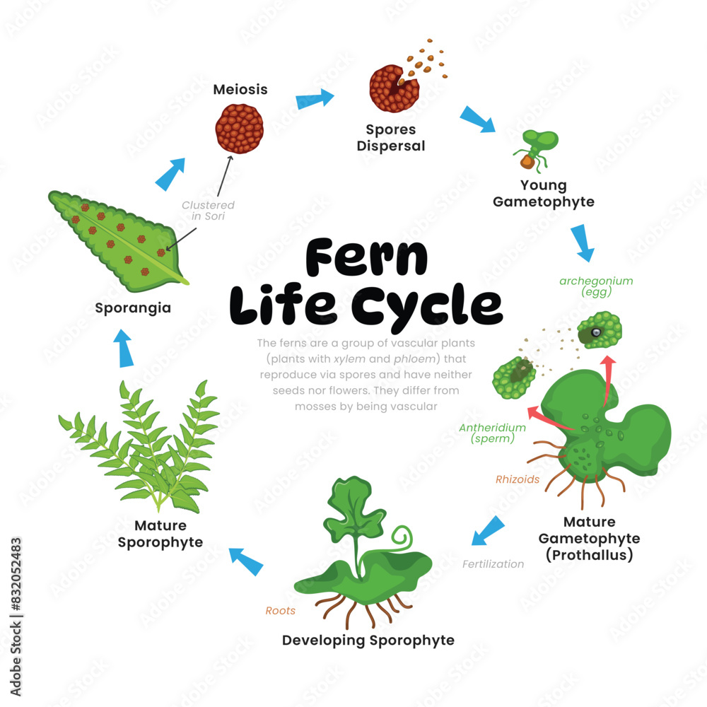 Fern Life Cycle Diagram for Science Education development process scheme illustration, Different ...