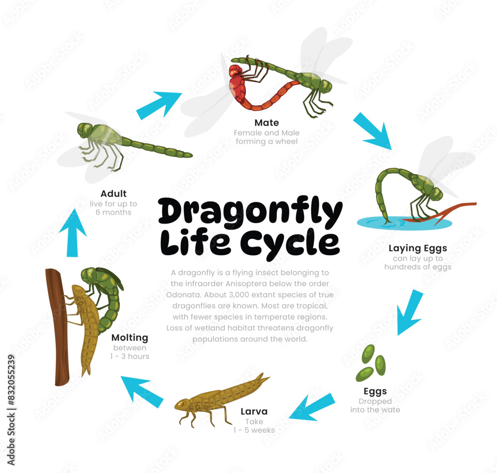 Dragonfly Life Cycle Diagram for Science Education development process ... Dragonfly Life Cycle Diagram for Science Education development process ...