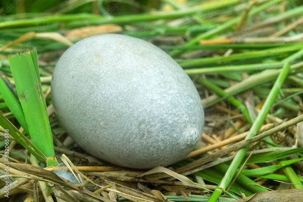 Oology. Mute swans (Cygnus olor) egg with a development pathology. The ...