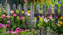 Spring Cottage Garden Free Stock Photo - Public Domain Pictures