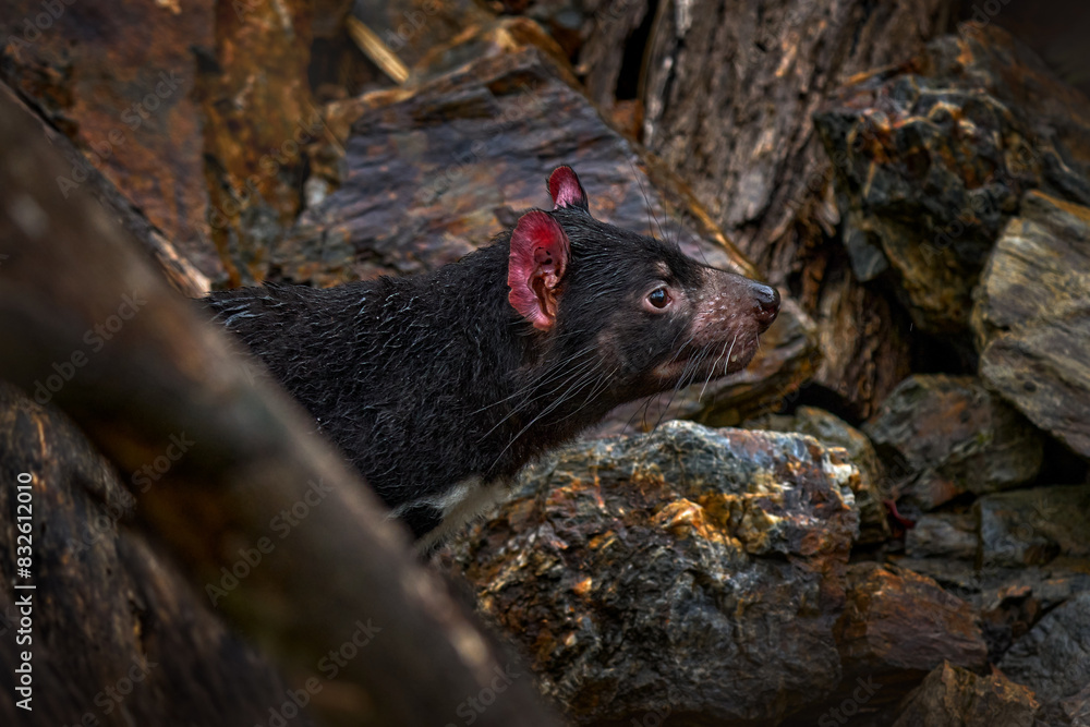 Tasmanian devil, Sarcophilus harrisii, carnivorous marsupial in the ...