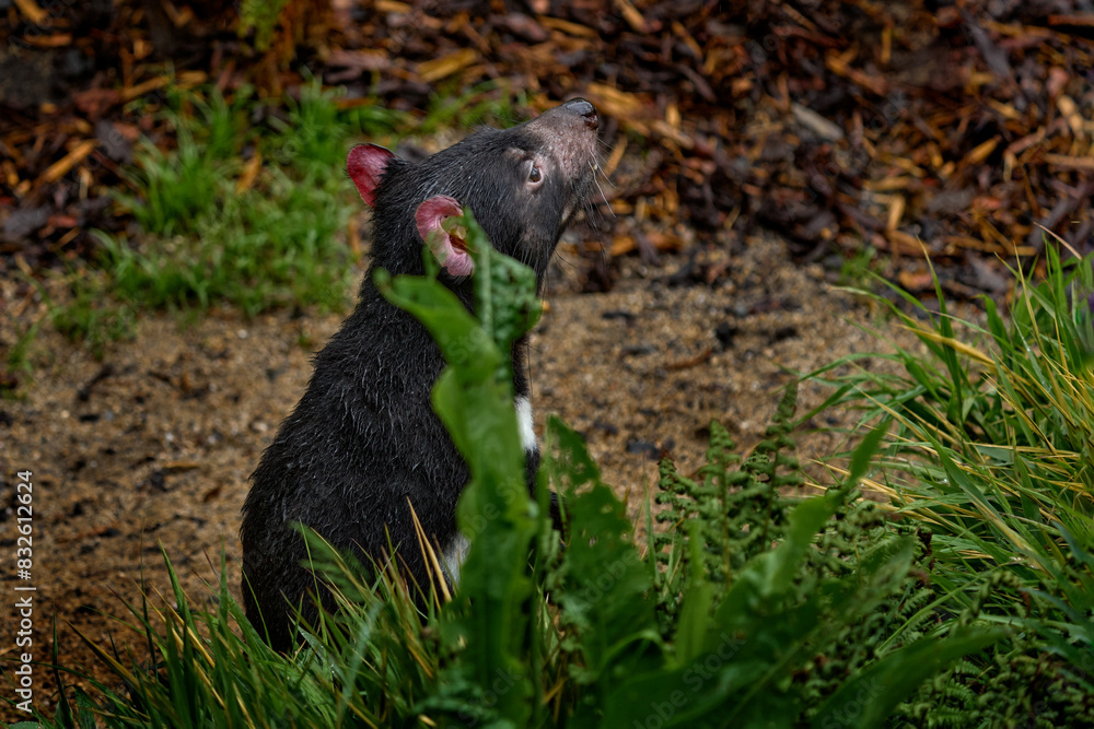 Tasmanian devil, Sarcophilus harrisii, carnivorous marsupial in the ...