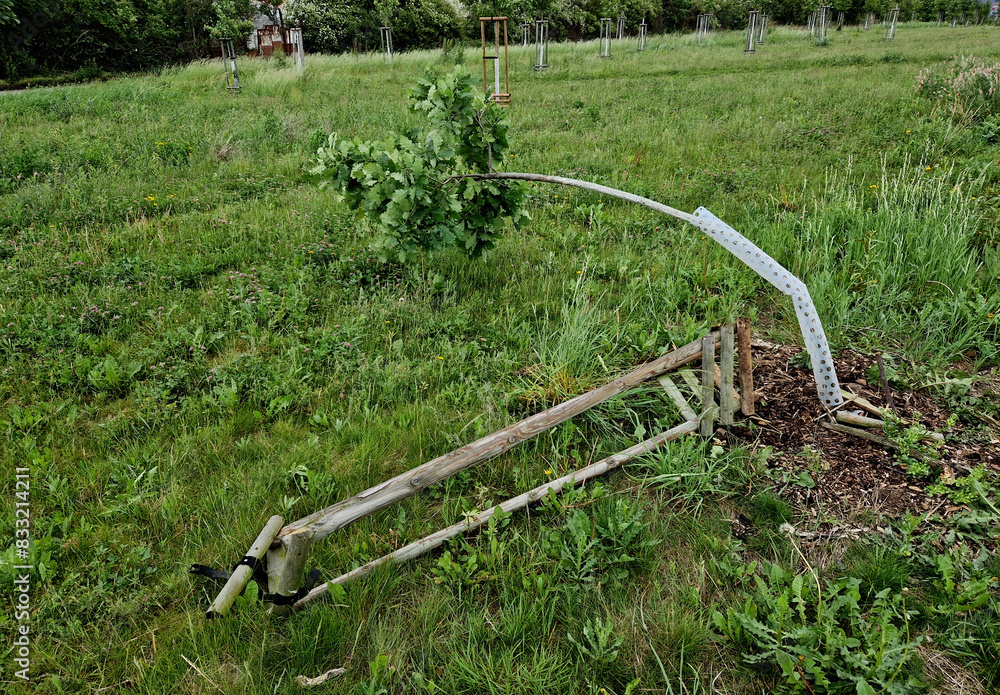 uprooted tree in the park after a car hit the tree with a vandal driver ...