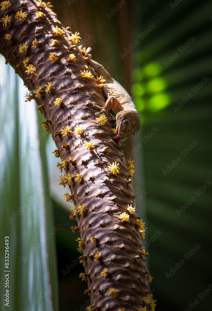 Giant bronze gecko (Ailuronyx trachygaster) on Coco de Mer catkin on ...