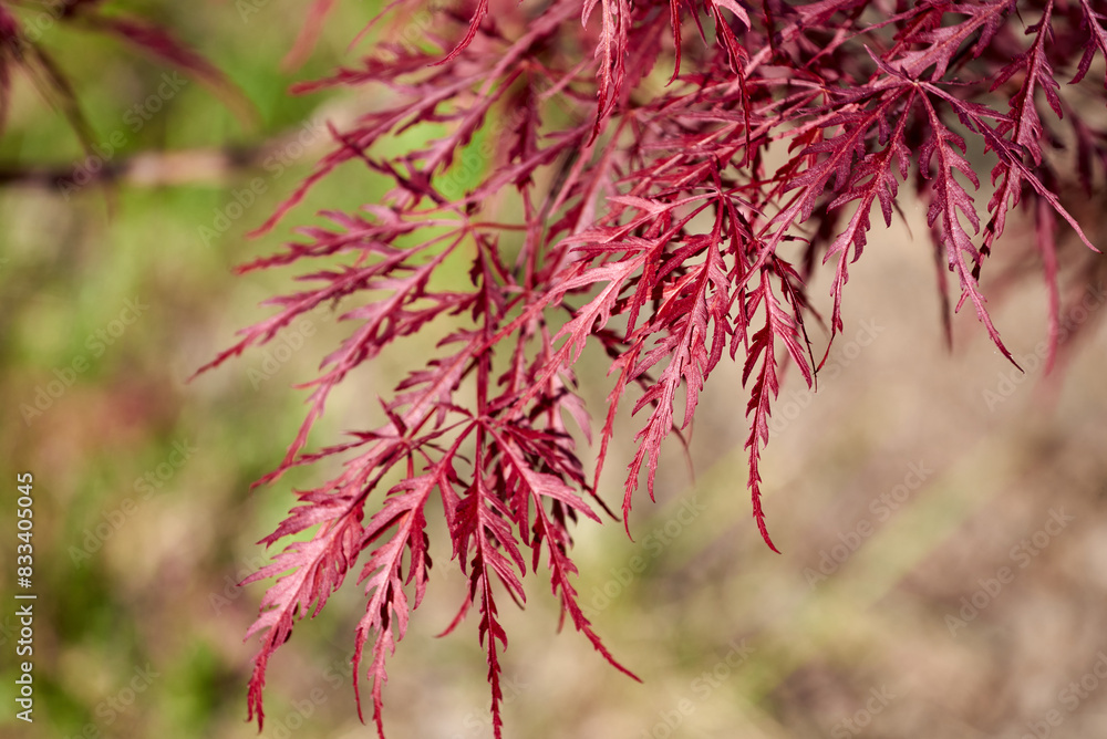 Close-up of red foliage of the weeping Acer palmatum tree on a green ...