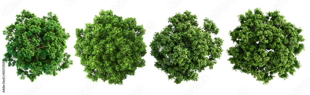 Top view set of green trees Isolated on transparent background, Use for ...