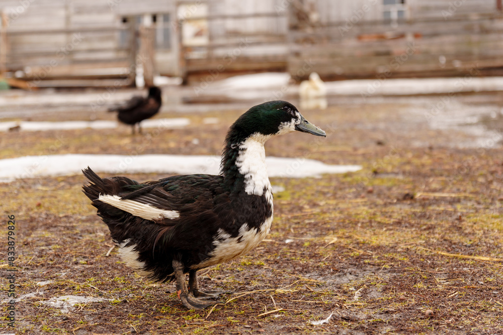 Ducks meander through a dusty field, their webbed feet leaving tiny ...